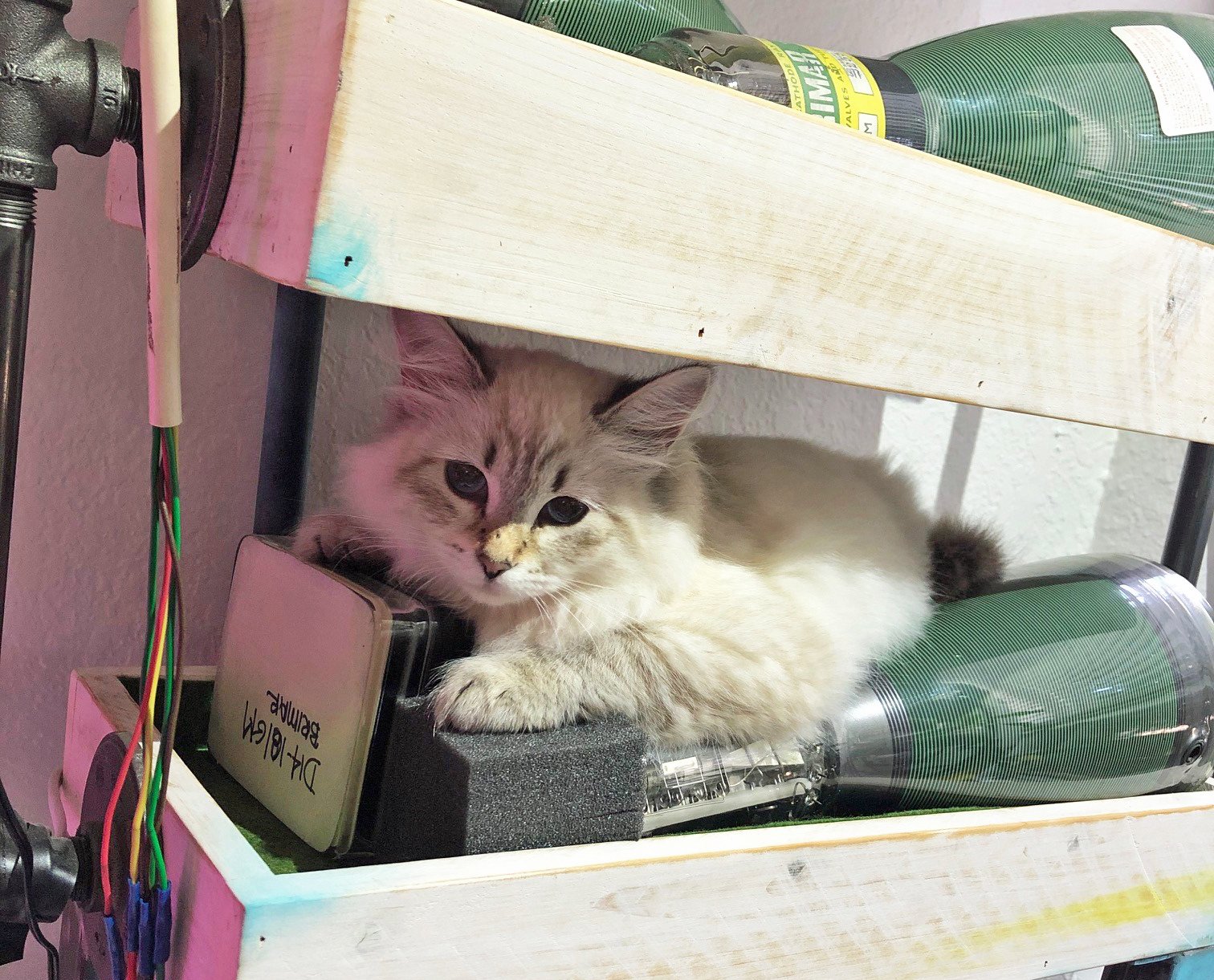 A Cathode-ray Cat | Oscilloclock.com